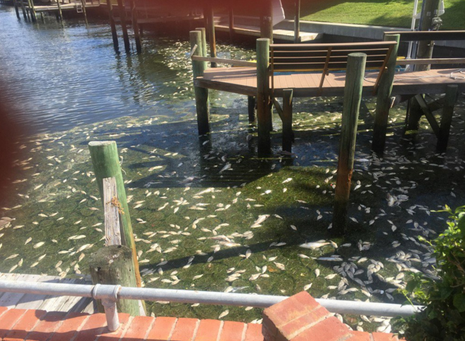 Red tide blamed for Longboat Key fish kill | wtsp.com