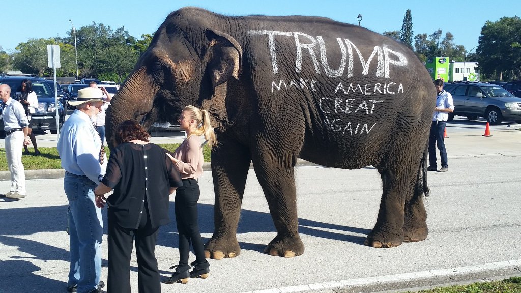 Large crowd, elephant at Trump rally in Sarasota | wtsp.com
