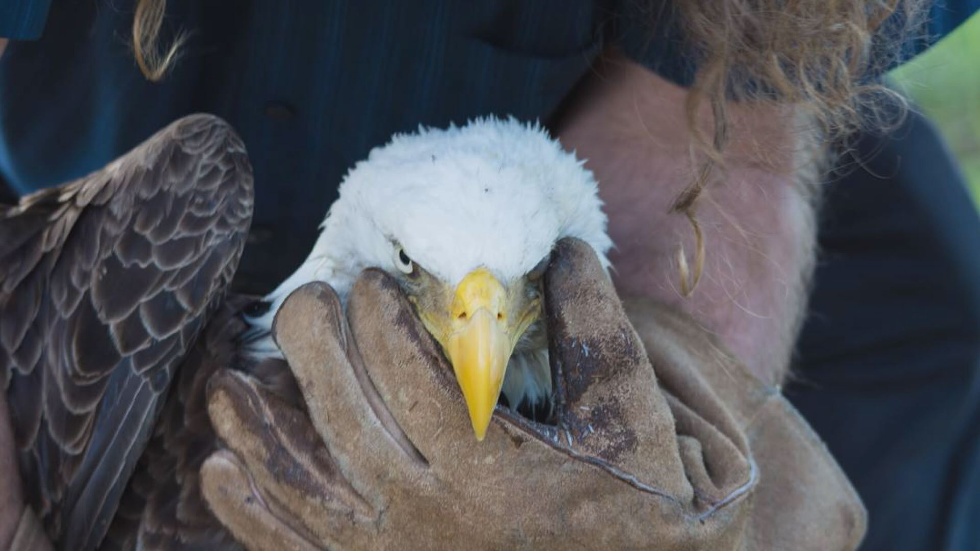 Bald eagle dies from suspected poisoning | wtsp.com