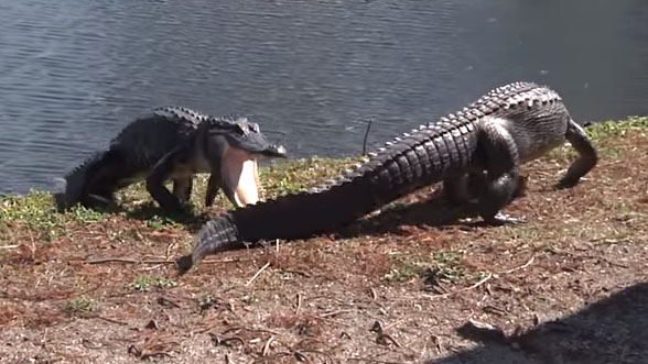 WATCH: Gators fight in Clearwater | wtsp.com