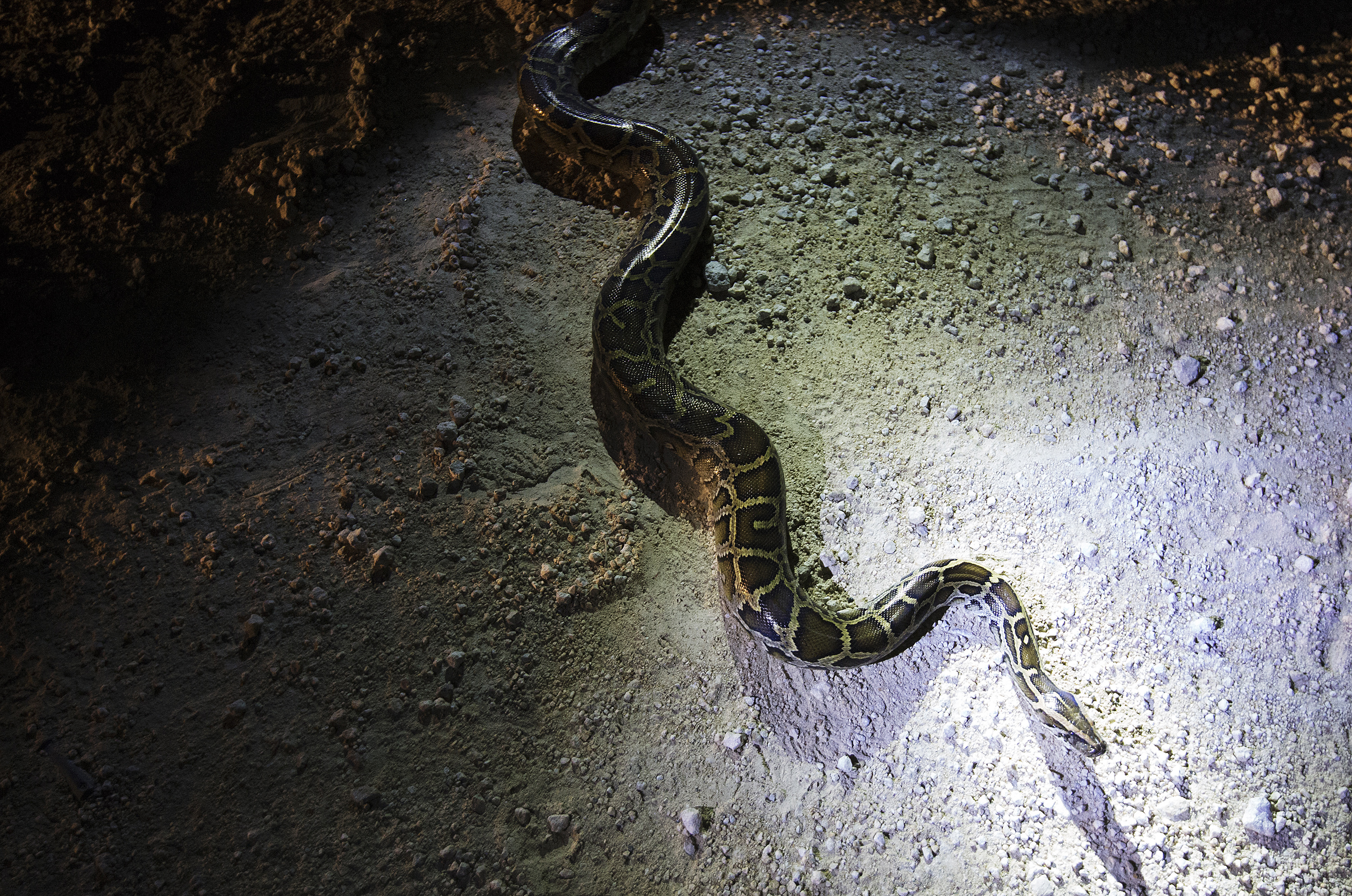 Python hunt fuels fashion for Fla. business | wtsp.com