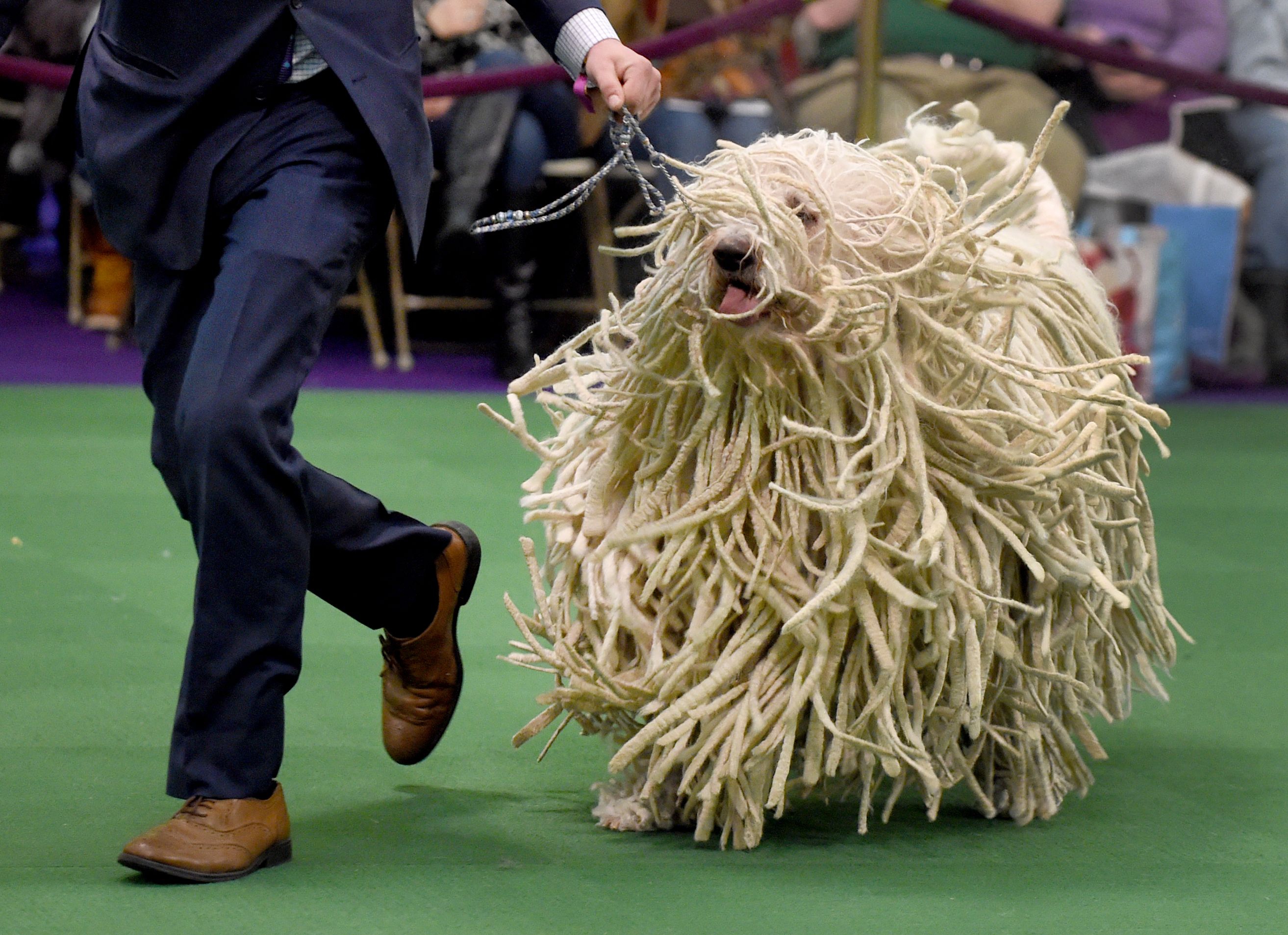 Komondor New Jersey
