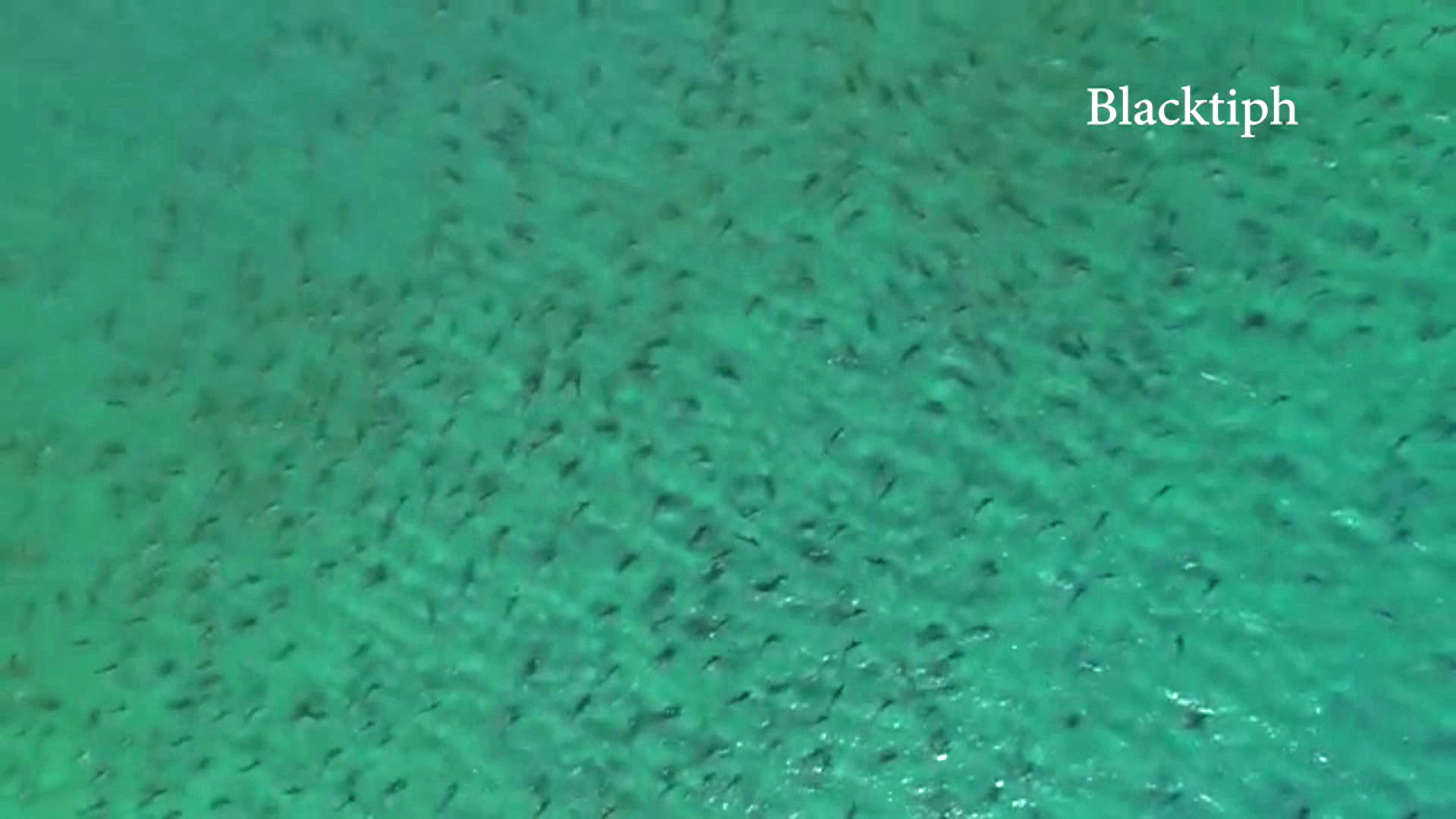Thousands of sharks swarming off Florida shore | wtsp.com