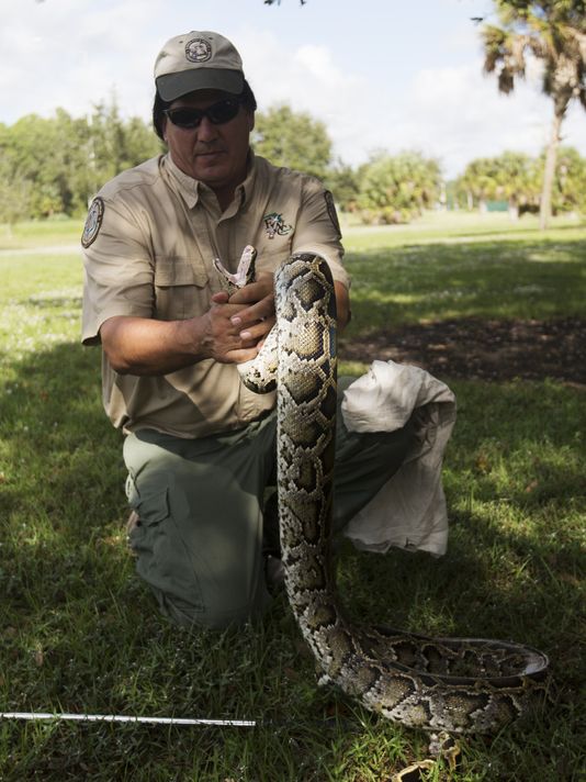 Hunters remove 106 Burmese pythons from Everglades | wtsp.com