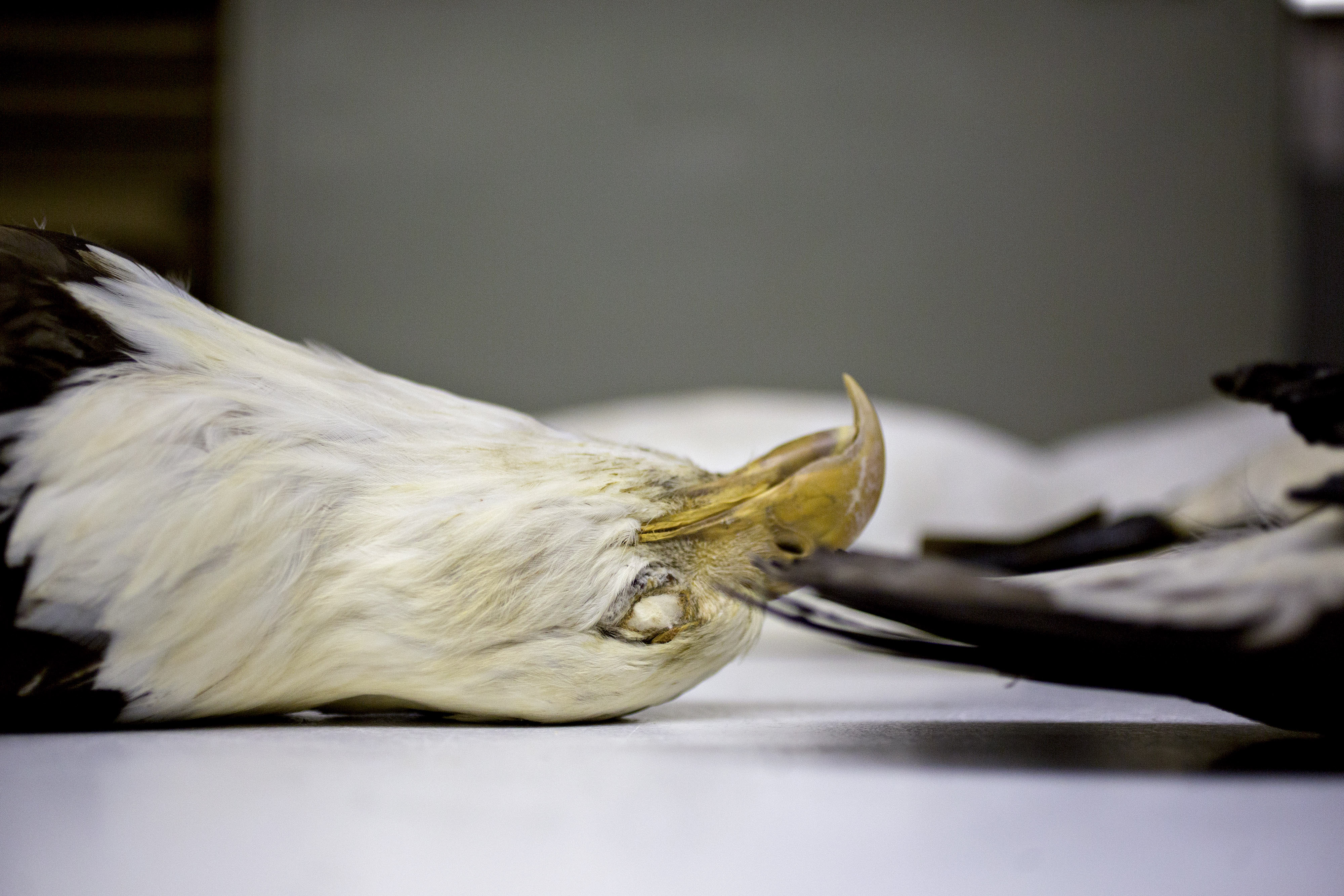 Discovery of 13 dead bald eagles in Maryland sparks investigation ...