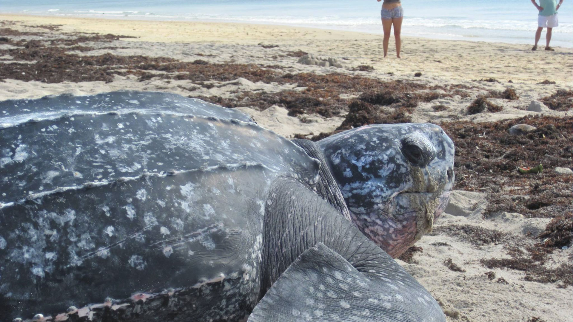 Turn off the flash near turtles | wtsp.com