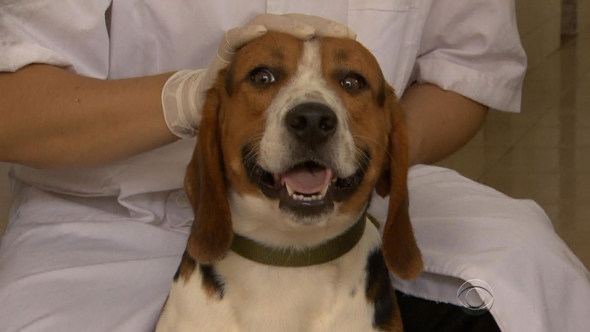 China building bigger, stronger beagles through genetics | wtsp.com