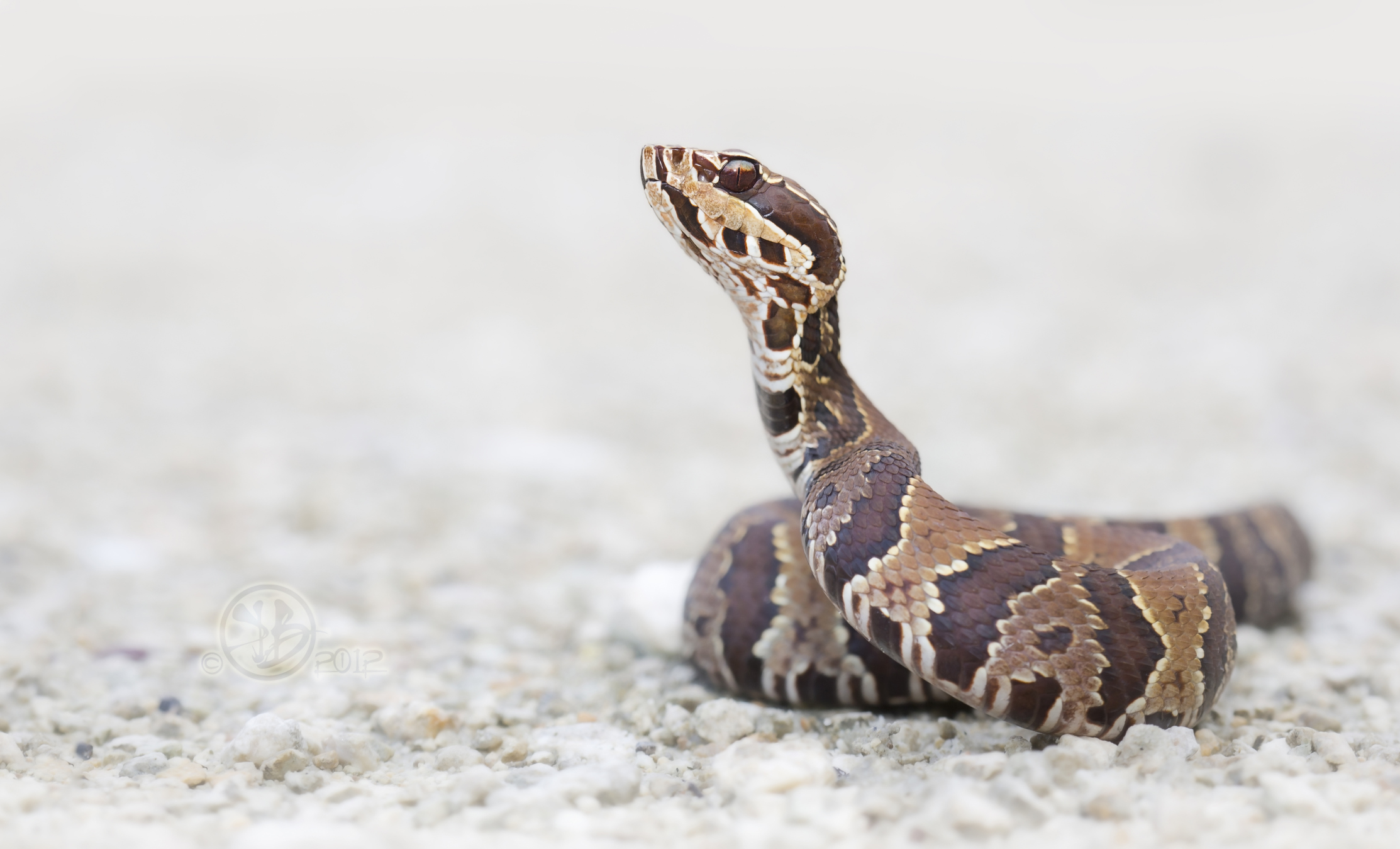 Fla. island bird mystery has new twist: Snake cannibalism | wtsp.com