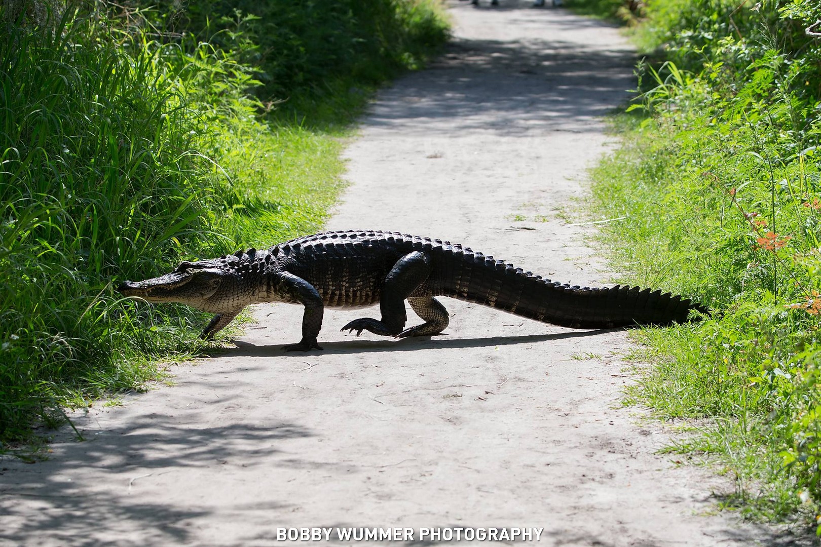 firstcoastnews.com | Gator eats another gator in Lakeland