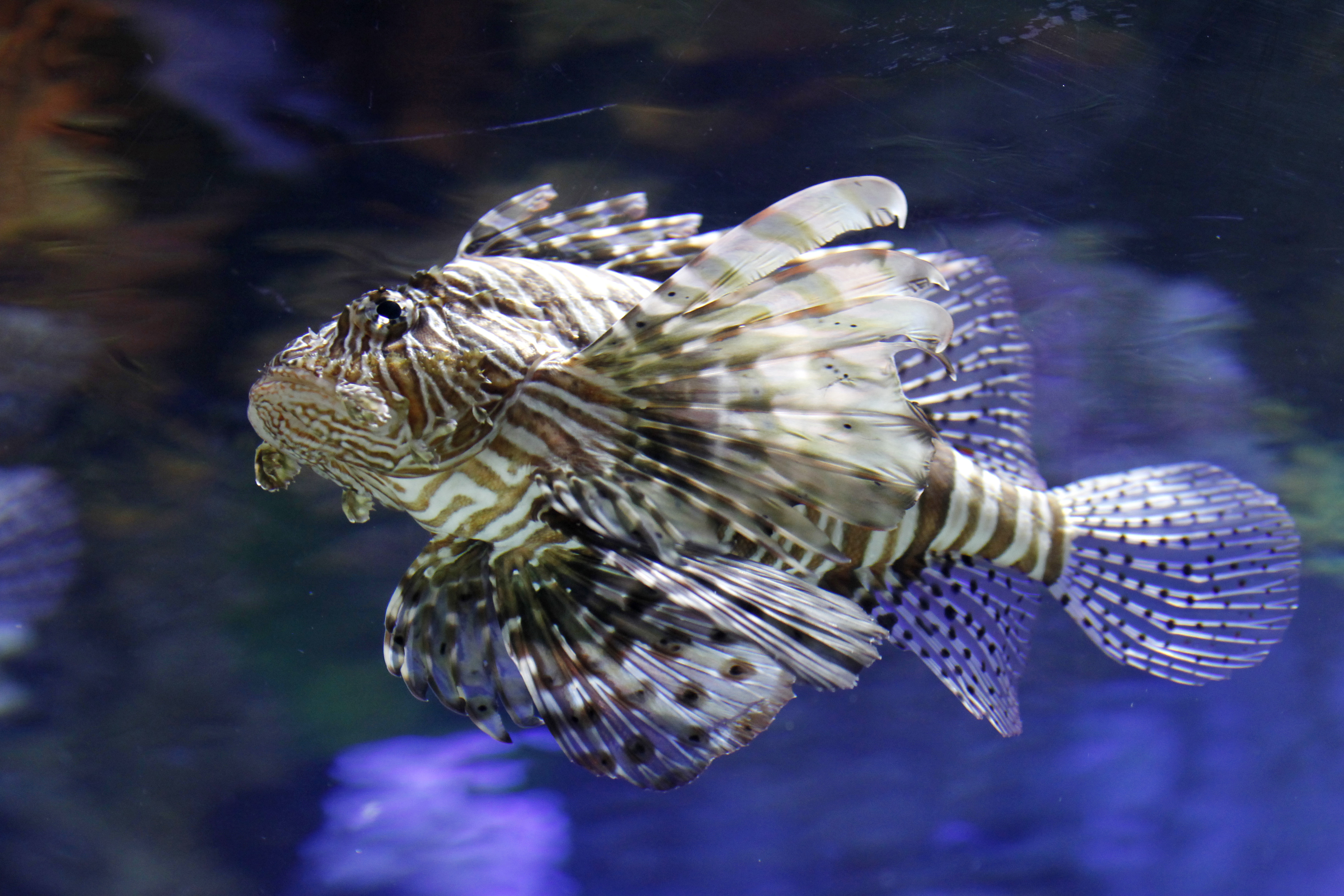 Big lionfish catches in Fla. waters will net prizes | wtsp.com