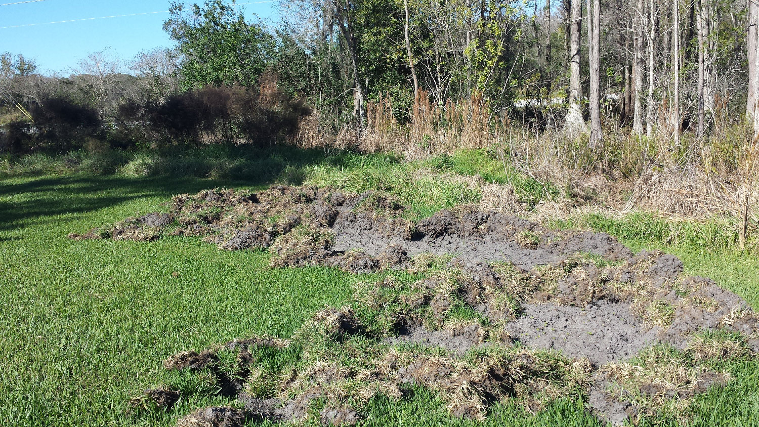 Wild hogs tear up Bay area neighborhood, golf course | wtsp.com