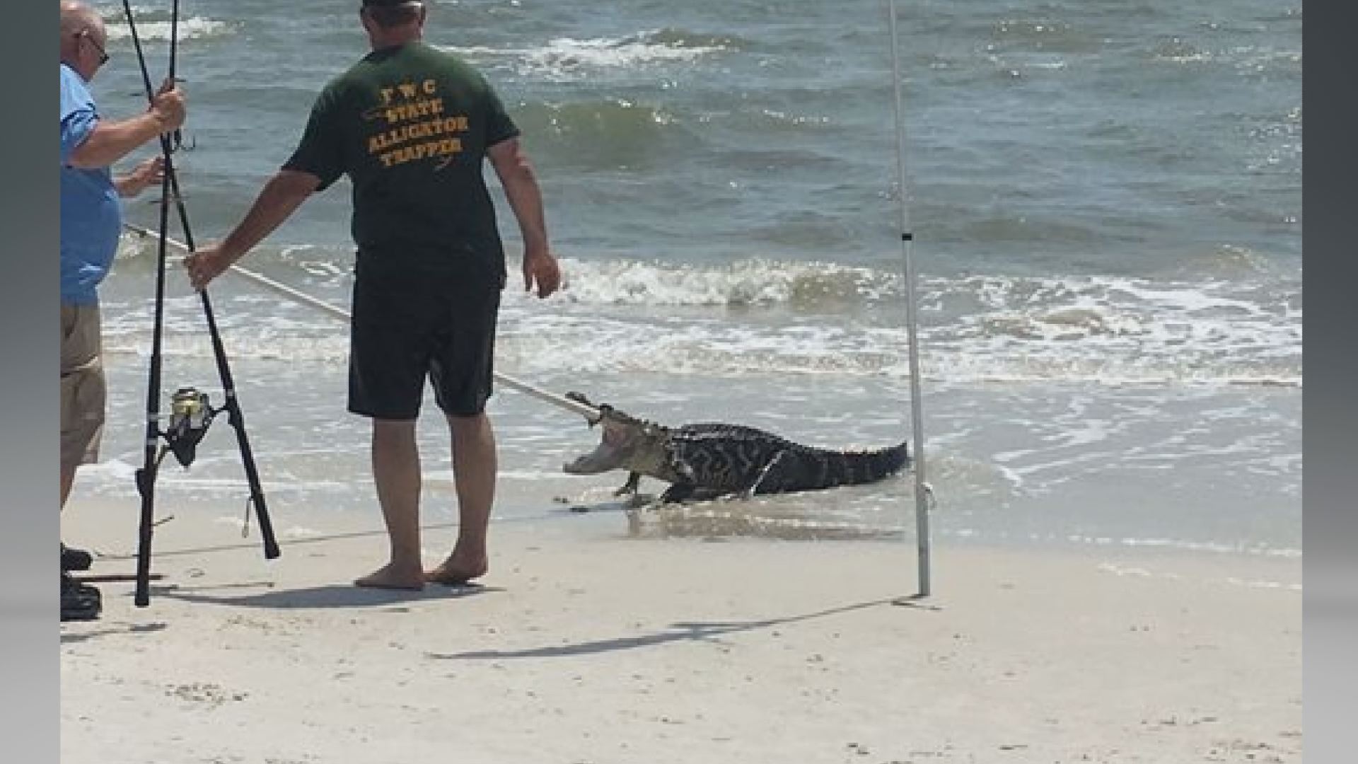 Alligators spotted near beaches | wtsp.com