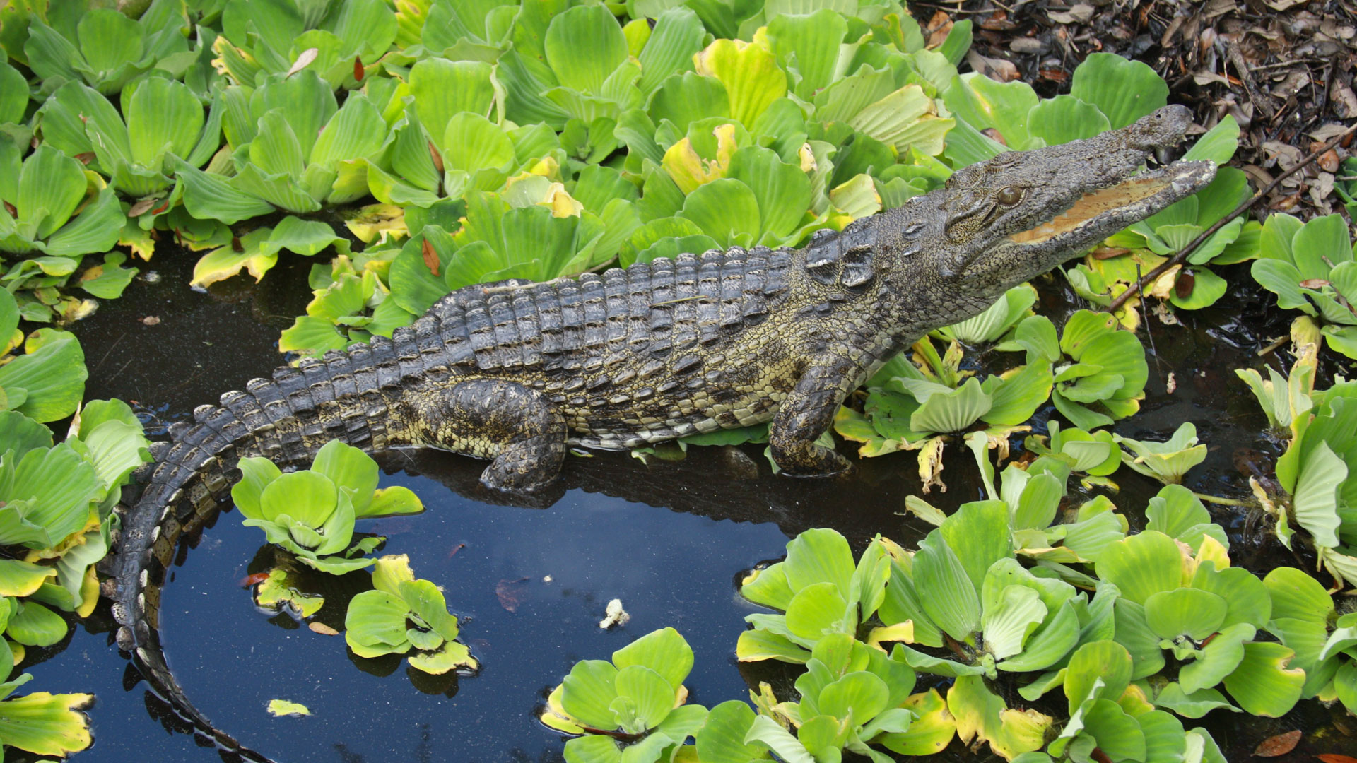 Killer Nile crocodiles in Florida? It's possible | 13newsnow.com