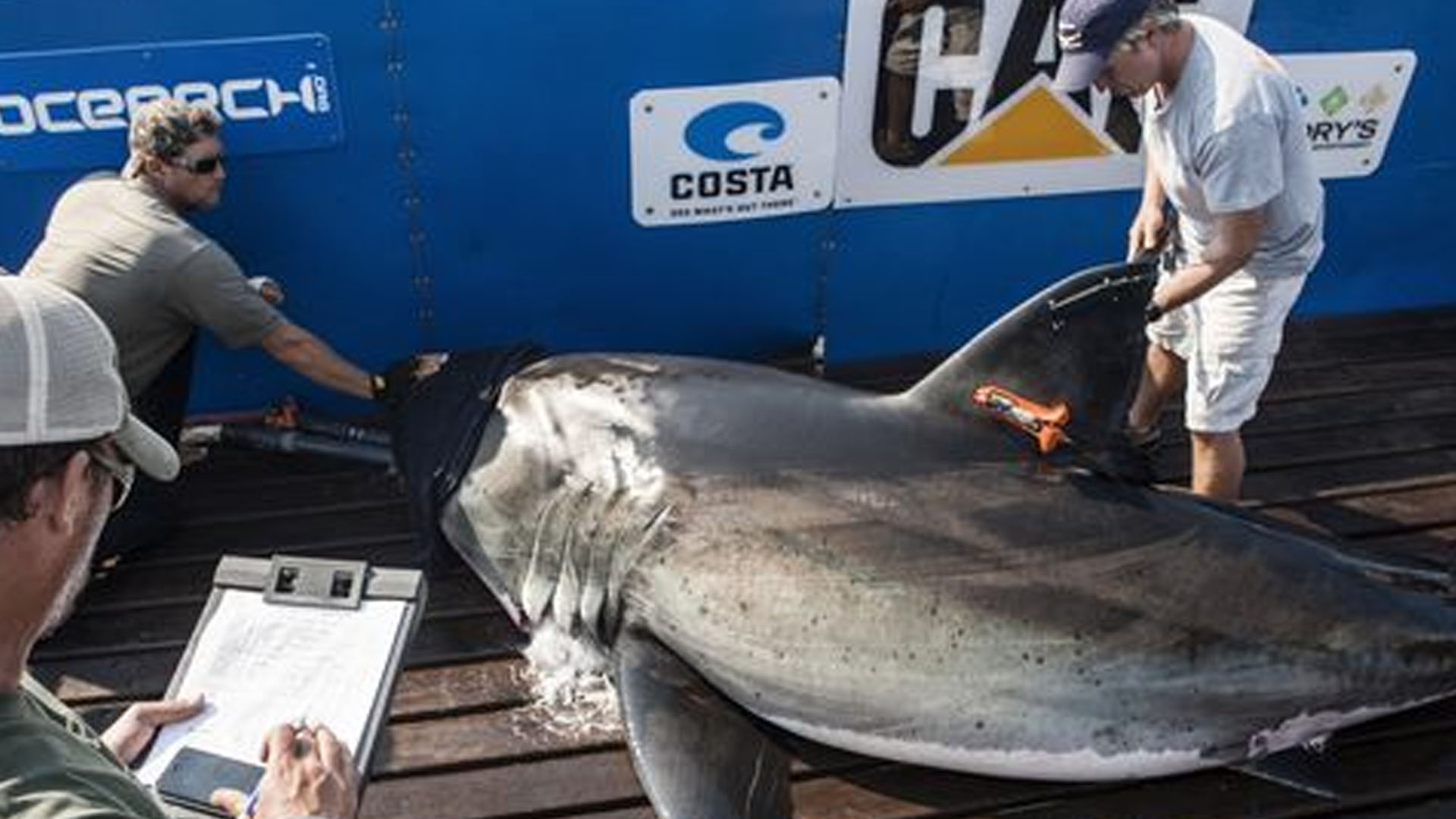 Great white shark Katharine back in Florida waters | wtsp.com