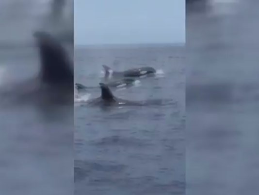 Pod of orcas seen in Gulf of Mexico | wtsp.com