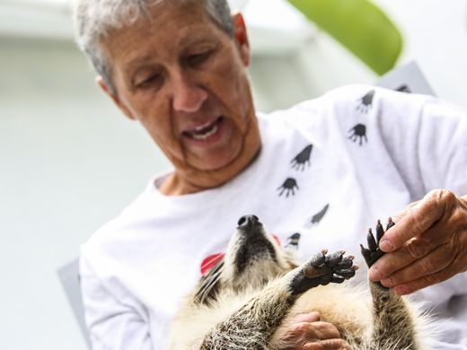 PHOTOS: Trouper the blind raccoon | wtsp.com