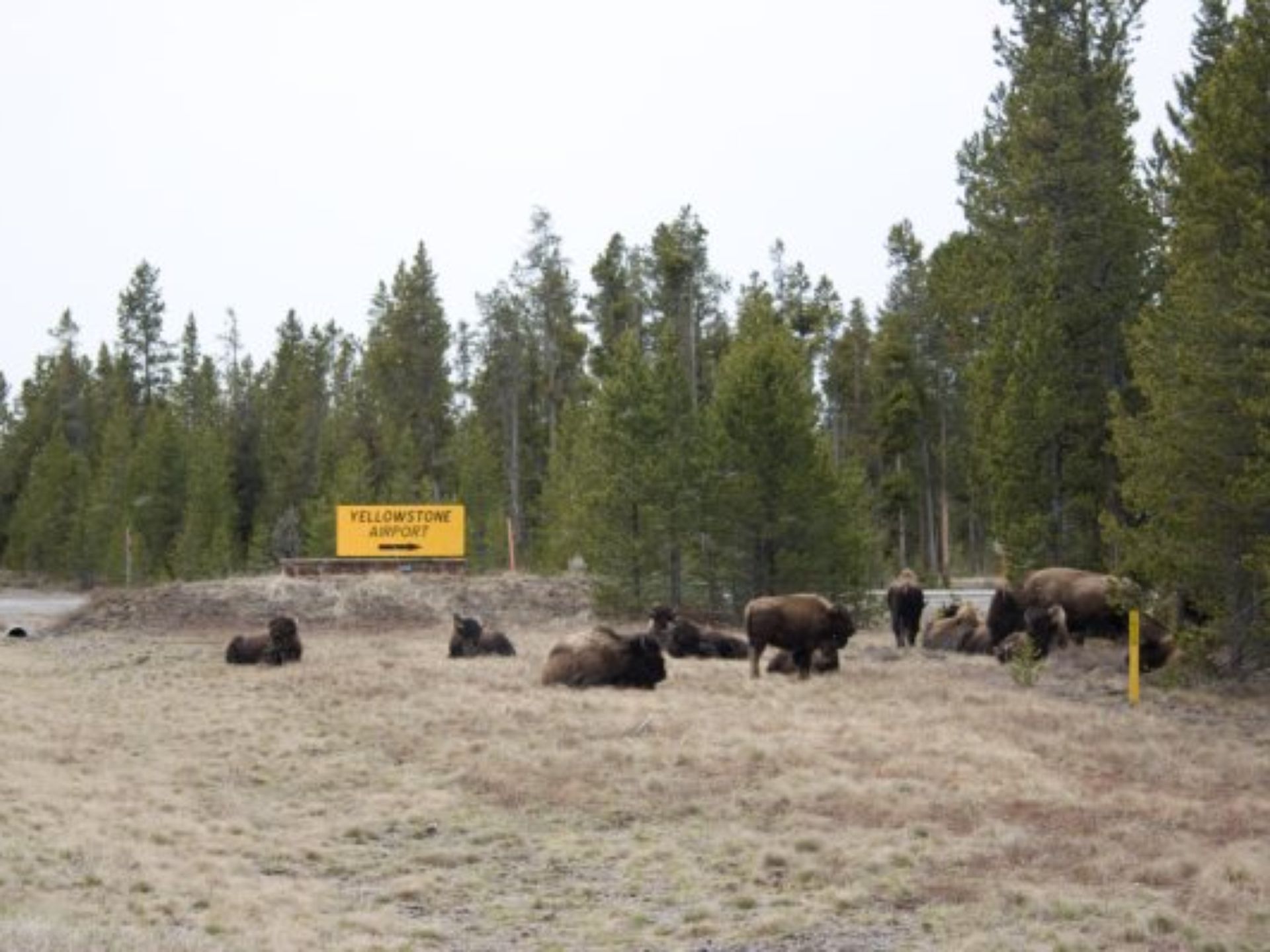 Deal allows Yellowstone bison slaughter | wtsp.com
