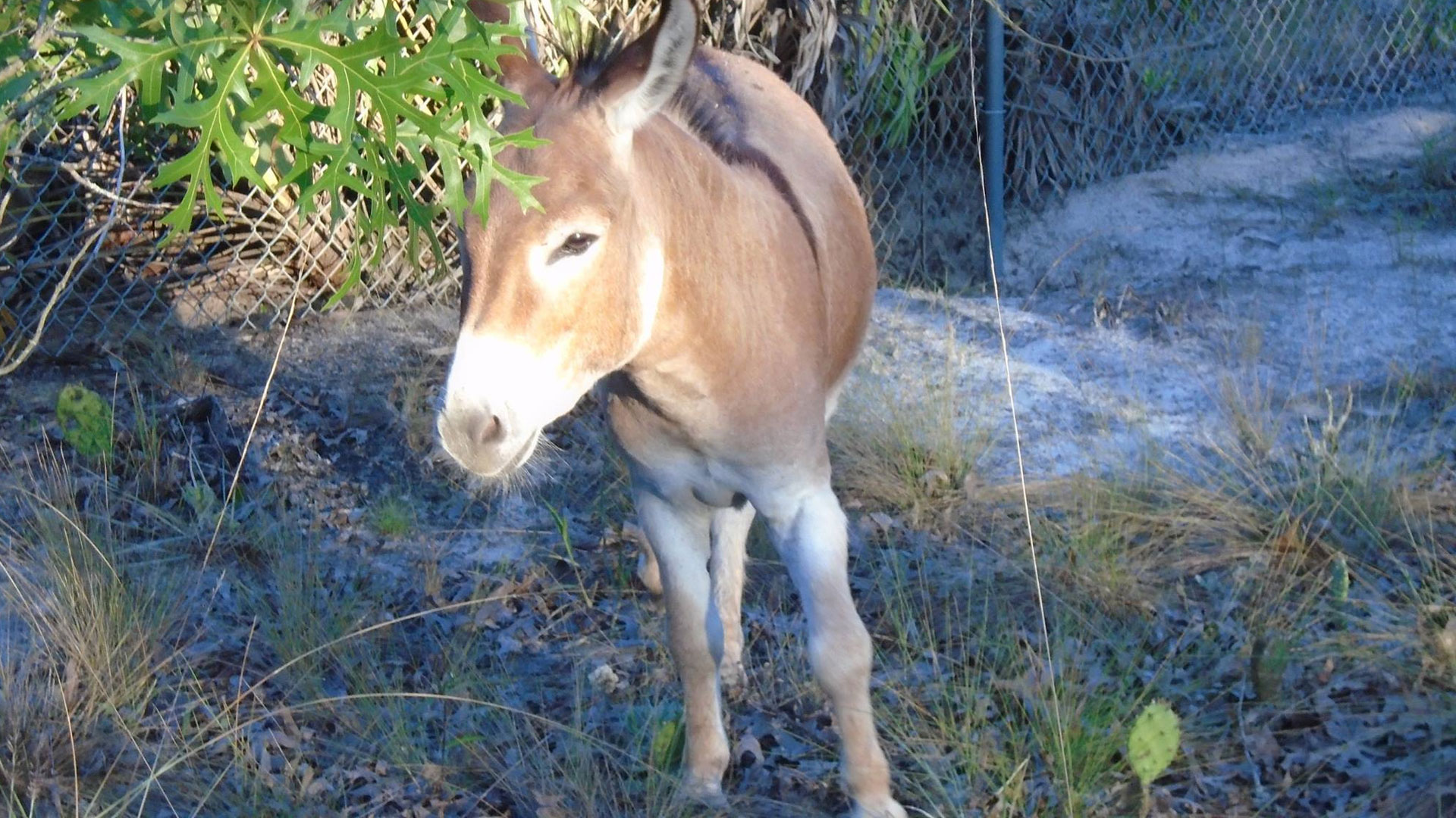 Lost donkey reunited with family in Dunnellon | wtsp.com