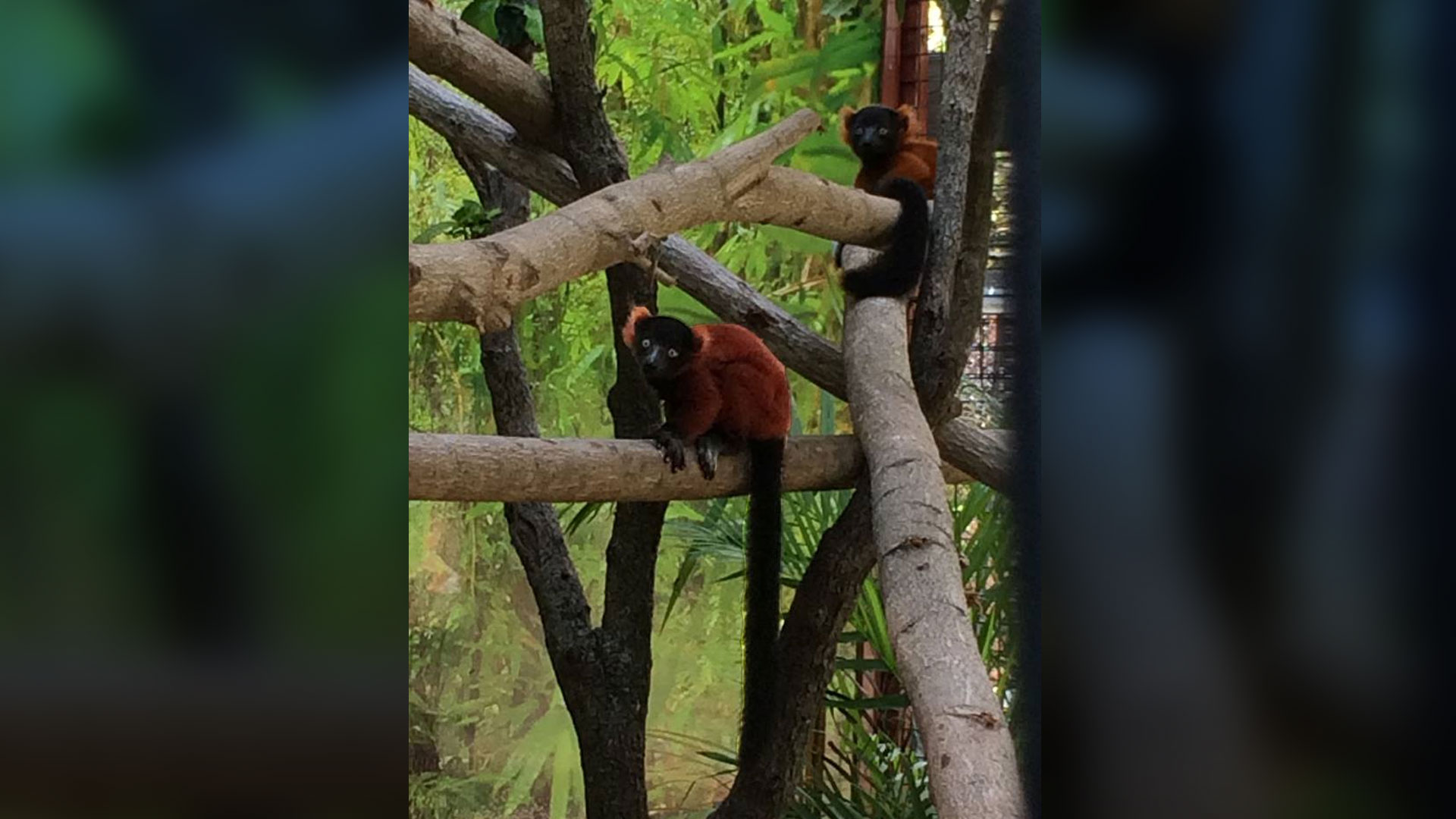 Twin baby lemurs to make public debut at Naples Zoo | wtsp.com