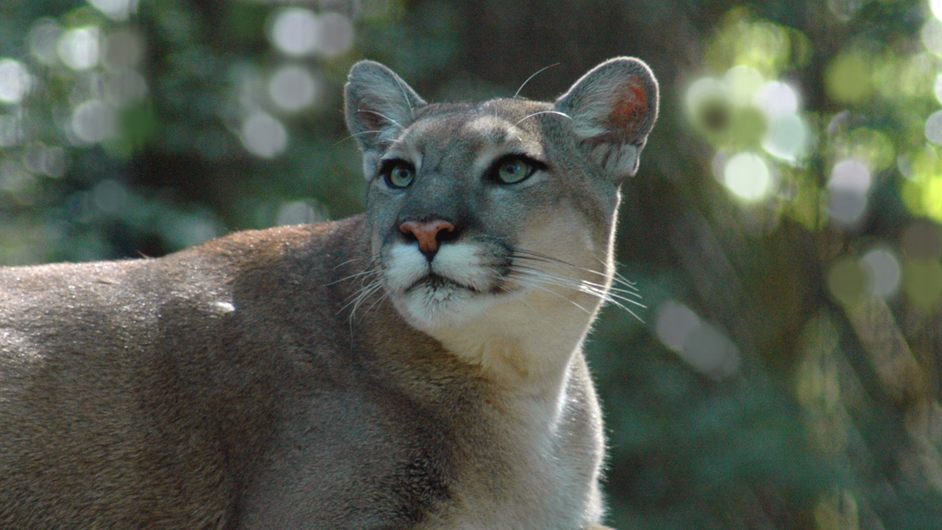 Female panther found north of Caloosahatchee; first time since 1973 ...