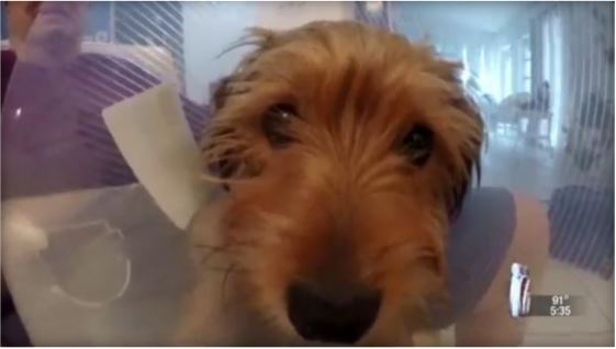 Yorkie survives stabbing during Fla. home invasion | wtsp.com