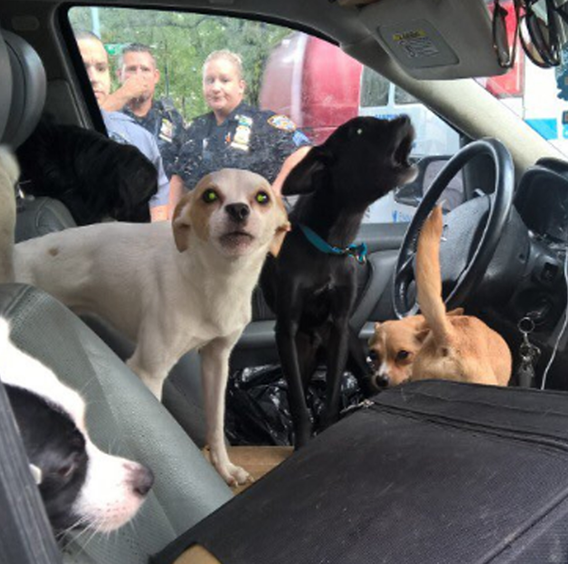 Police rescue 21 puppies living with owner in filthy Mercedes | wtsp.com