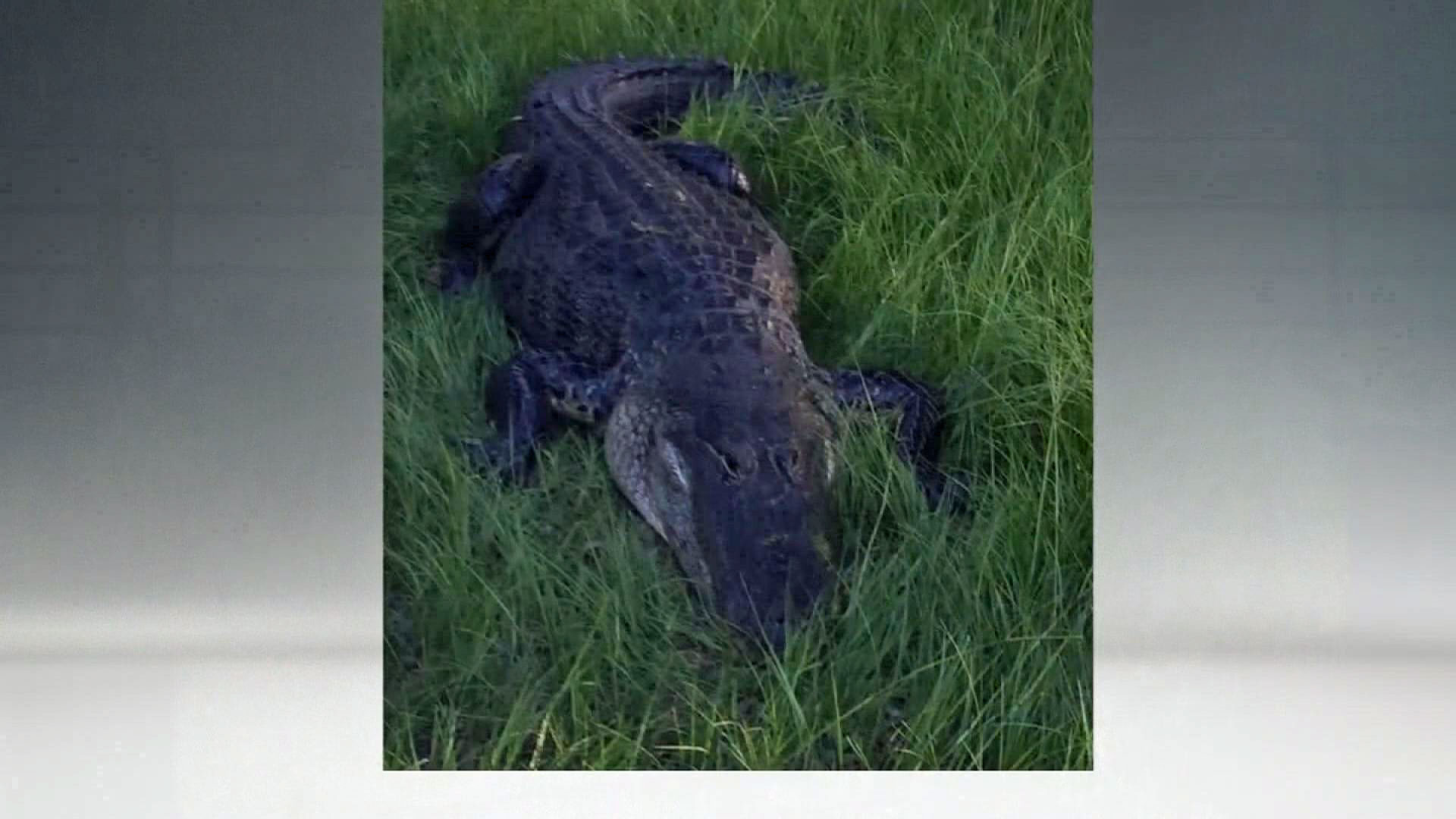 Man arrested for shooting gator says he was protecting his horses ...