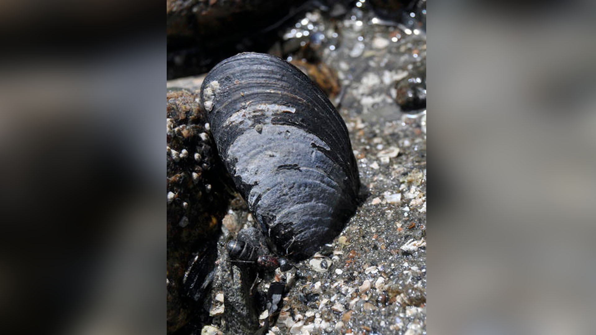 Mussels disappearing from New England waters, scientists say | wtsp.com
