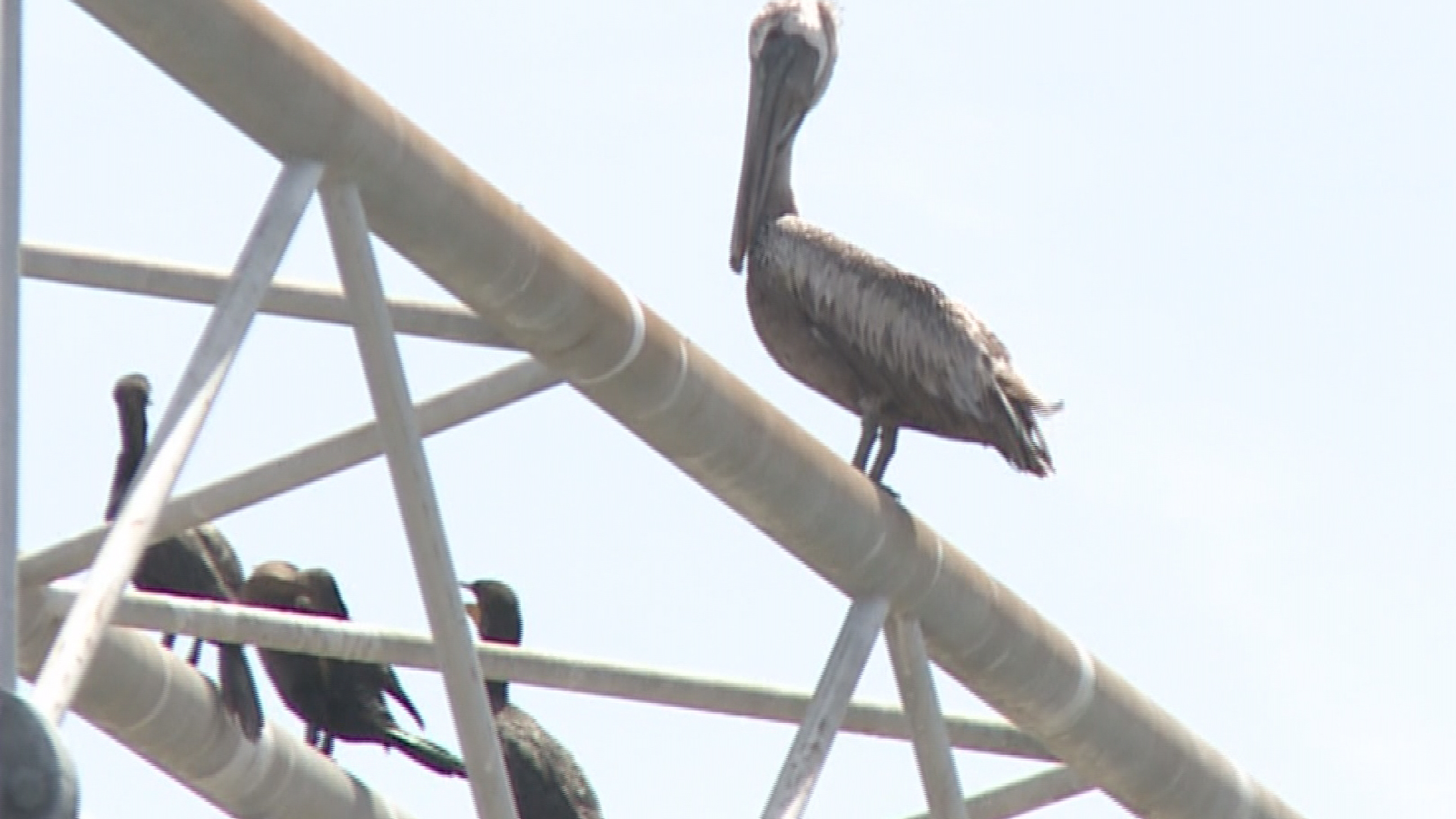 Planning to see 'Sully'? TIA has real-life bird-strike prevention ...