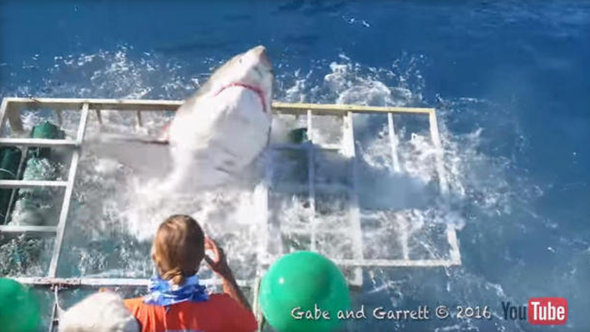 Great white shark breaches diver's cage | wtsp.com