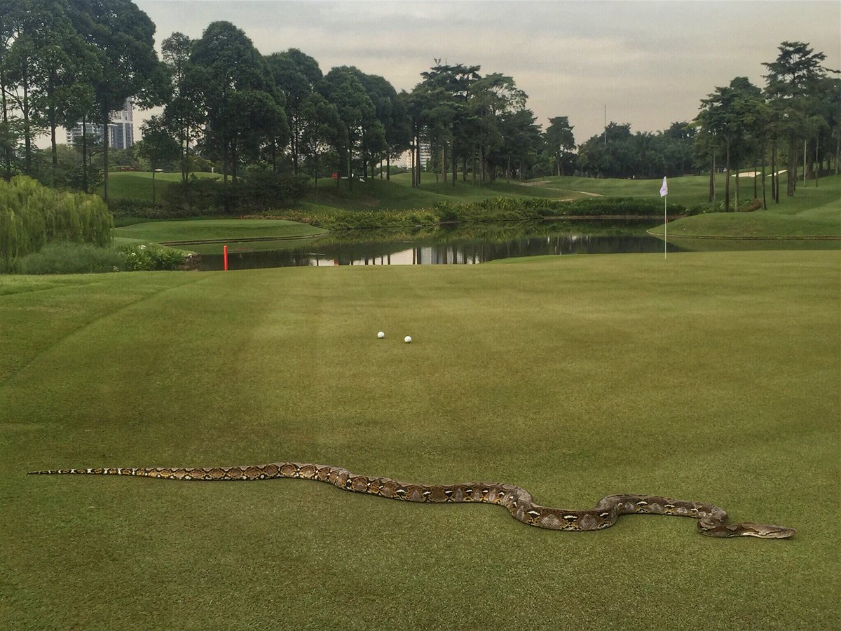 A terrifying 6-foot python invaded a PGA Tour course before second ...