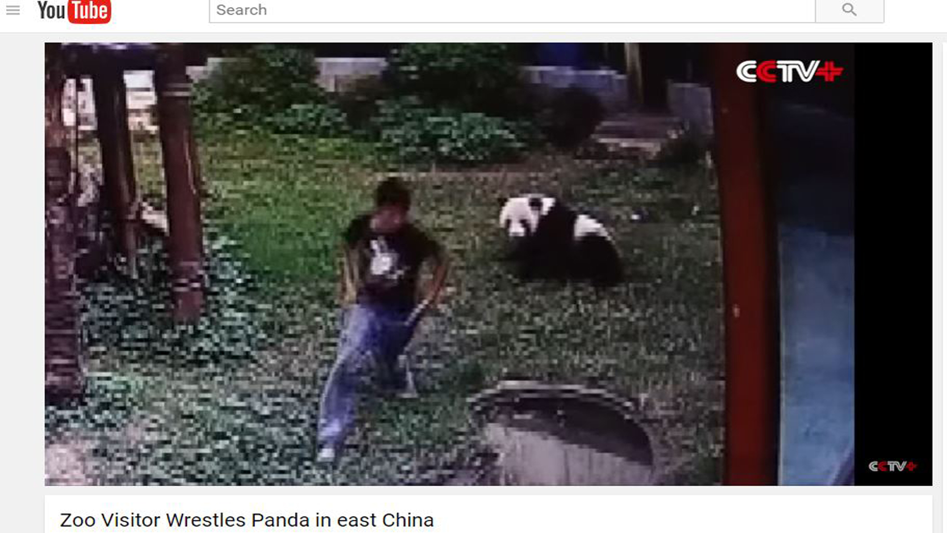 Man loses wrestling match with giant panda | wtsp.com