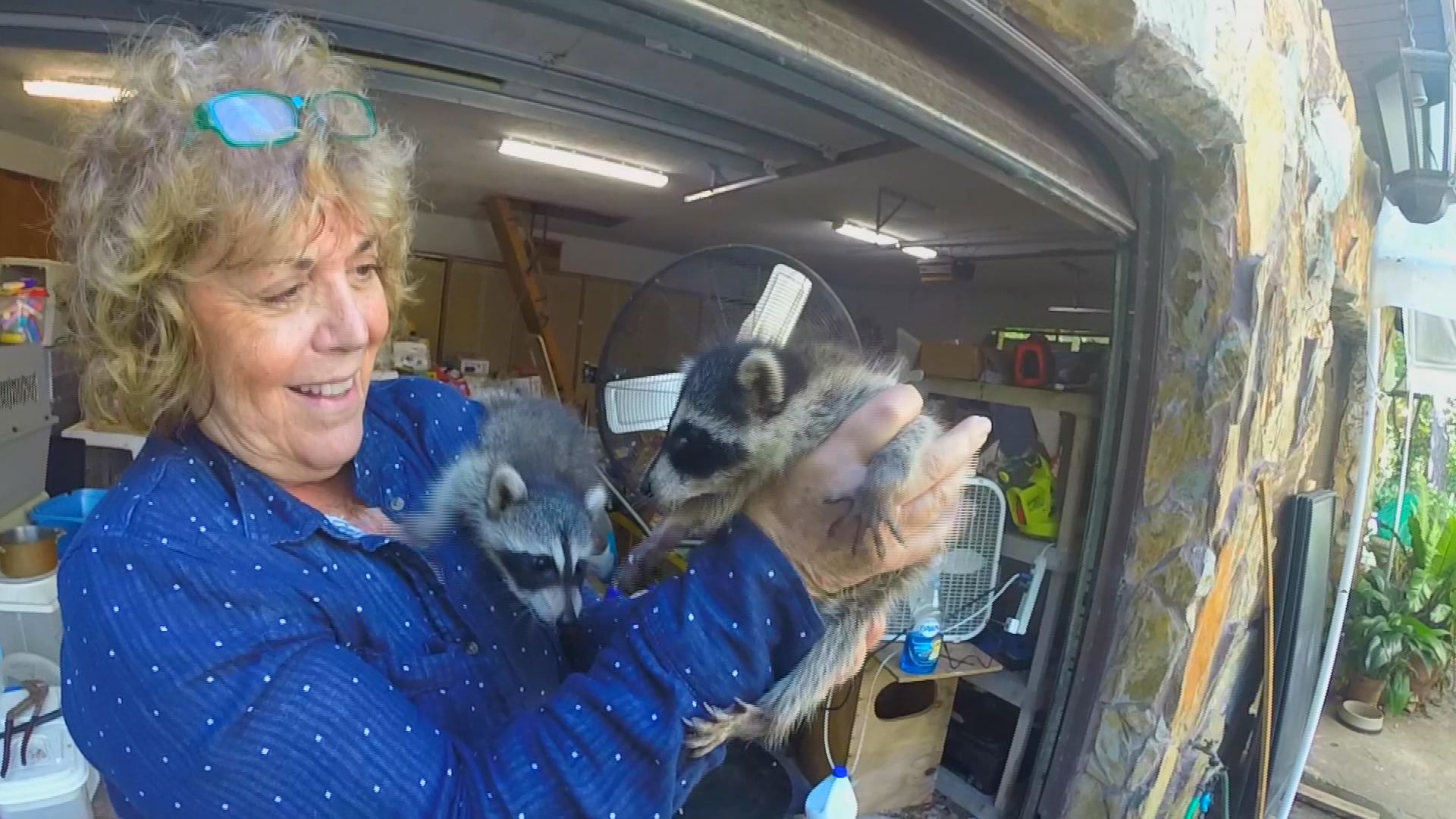 Woman cares for raccoons -- in her home | wtsp.com