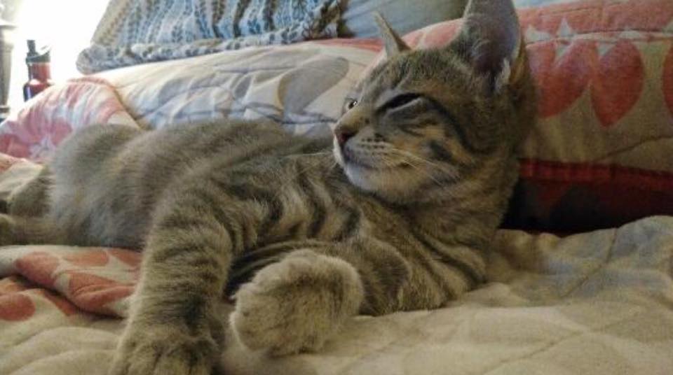 Sig the cat on mend thanks to Pasco deputy | wtsp.com