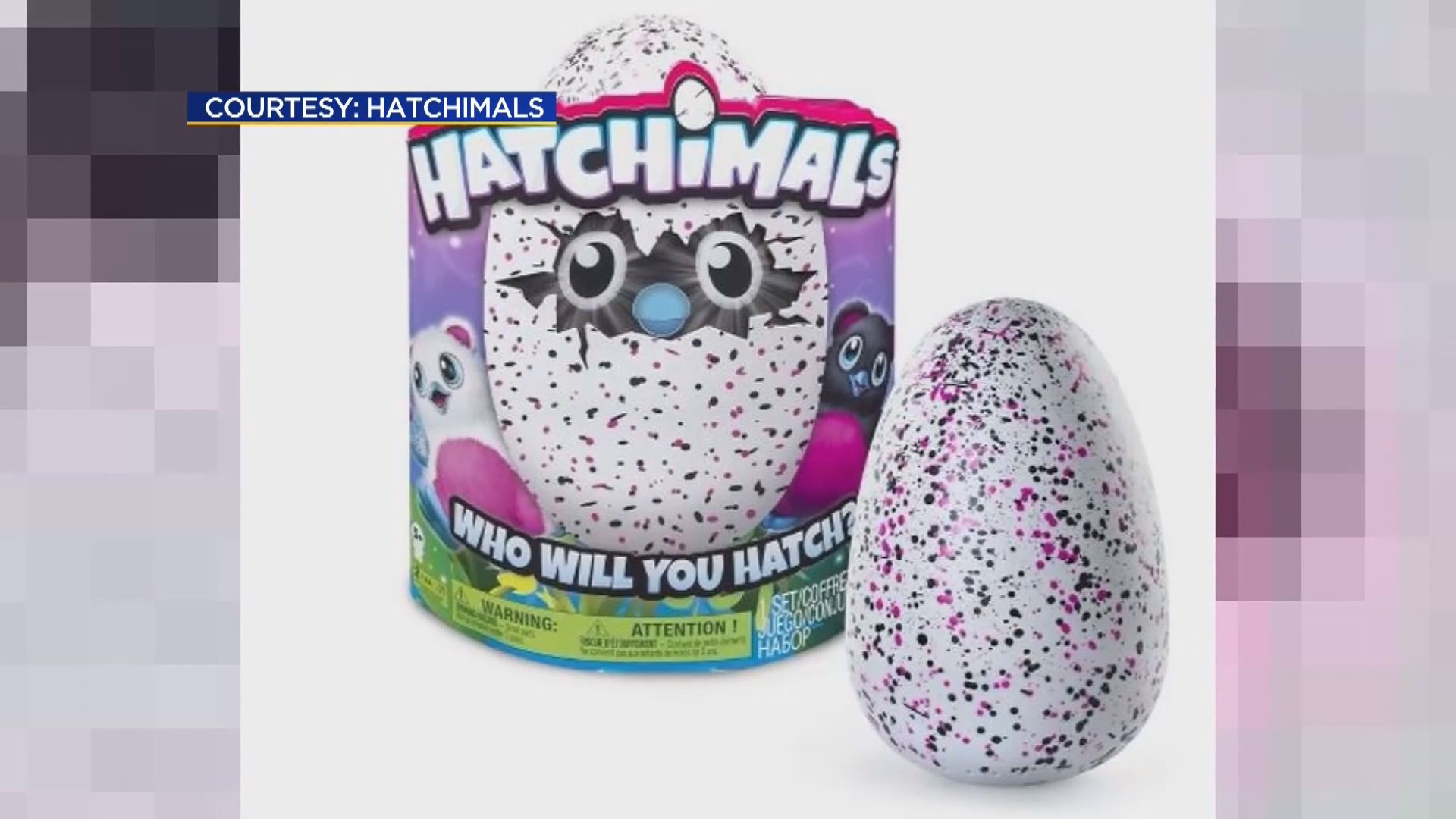 Watch as Hatchimal hatches | wtsp.com