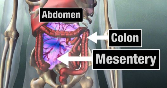 New human organ discovered by Irish surgeon | wtsp.com