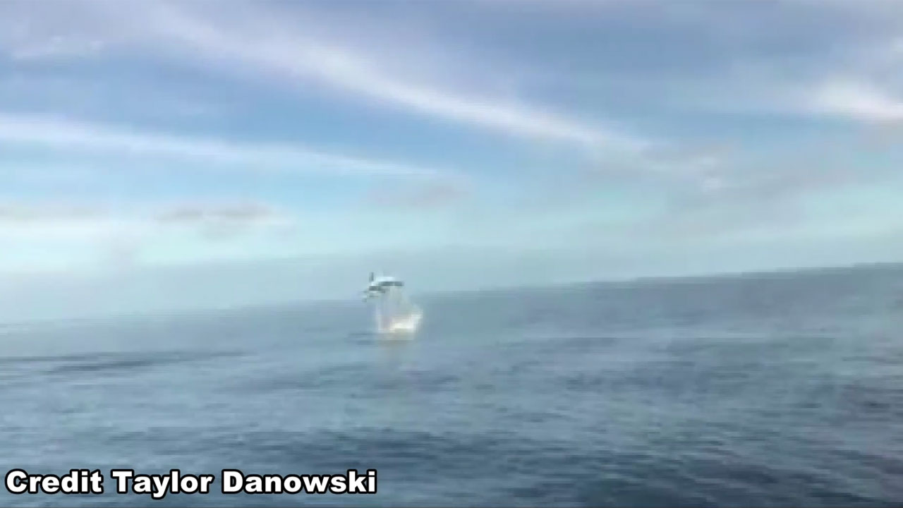 VIDEO: Flying shark off coast of Florida | kgw.com