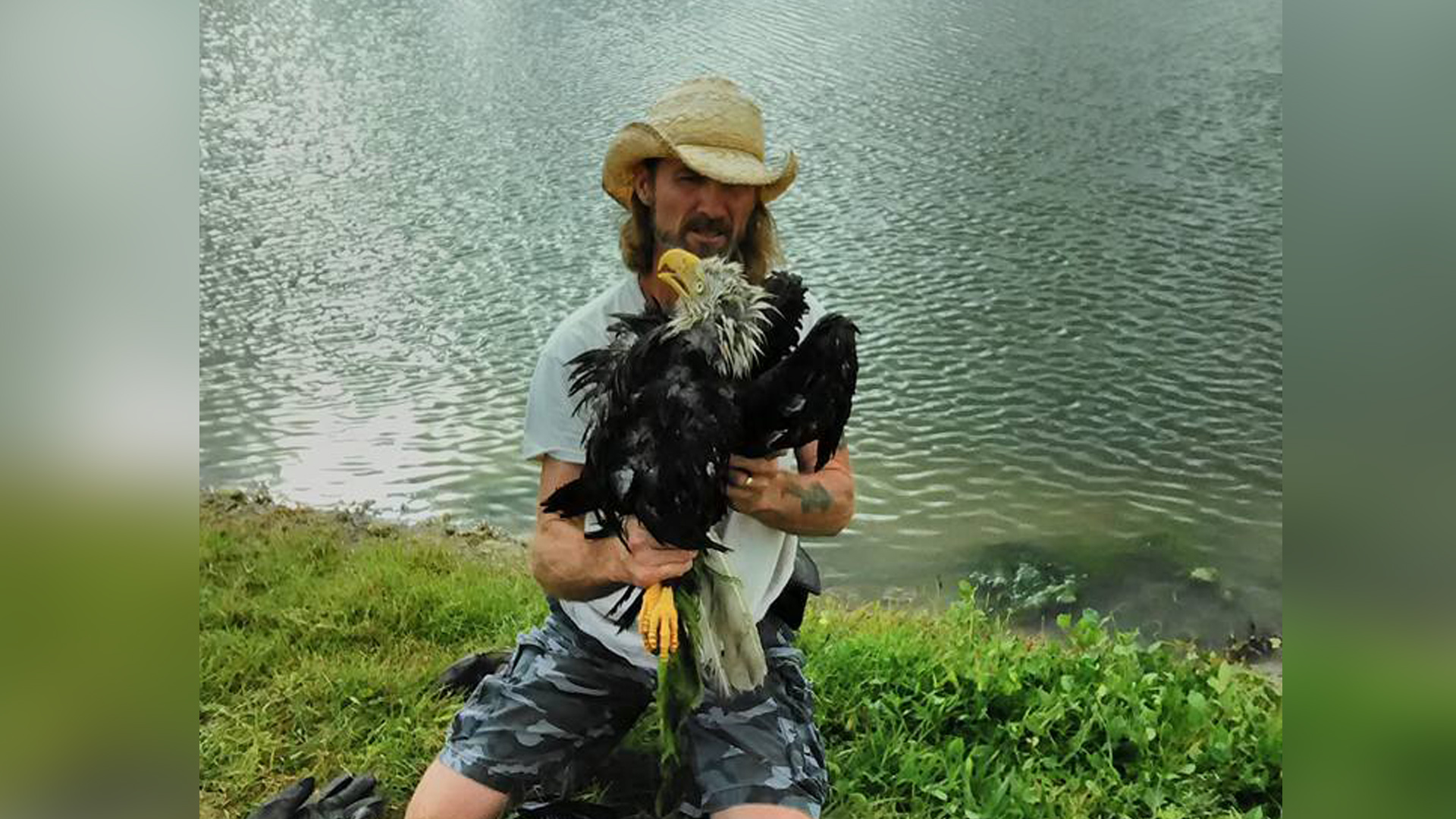 Bald eagle rescued from alligator's jaws | khou.com