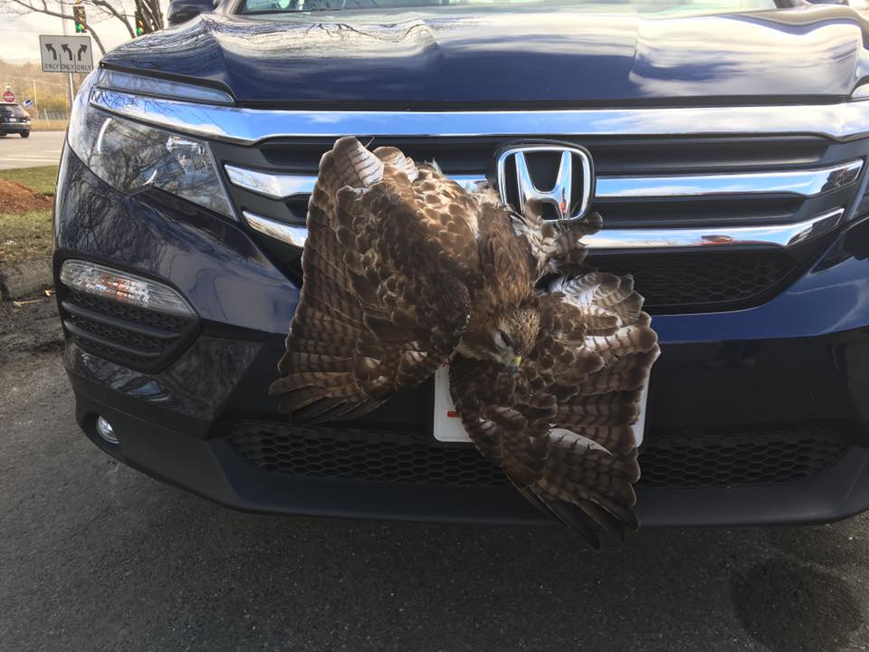 Hawk got stuck in SUV's grille | wtsp.com