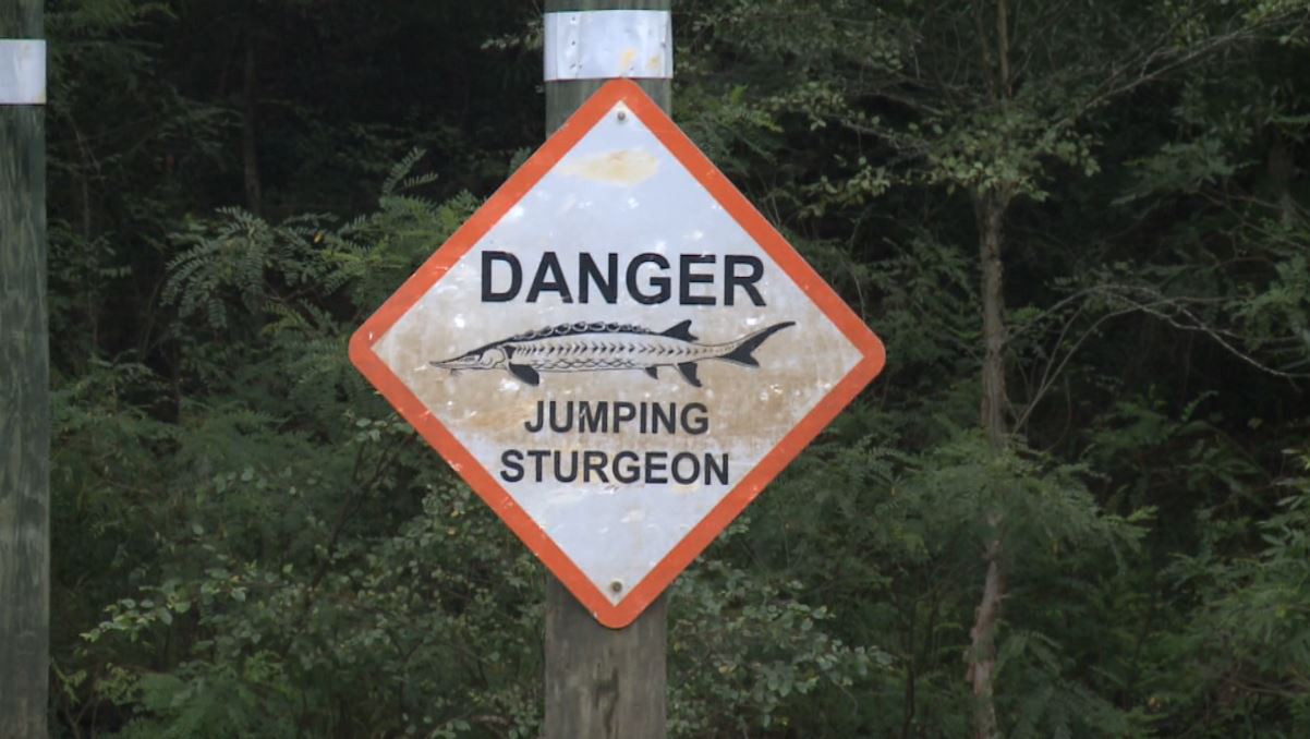 Low water levels could mean increased risk of deadly sturgeon strikes ...