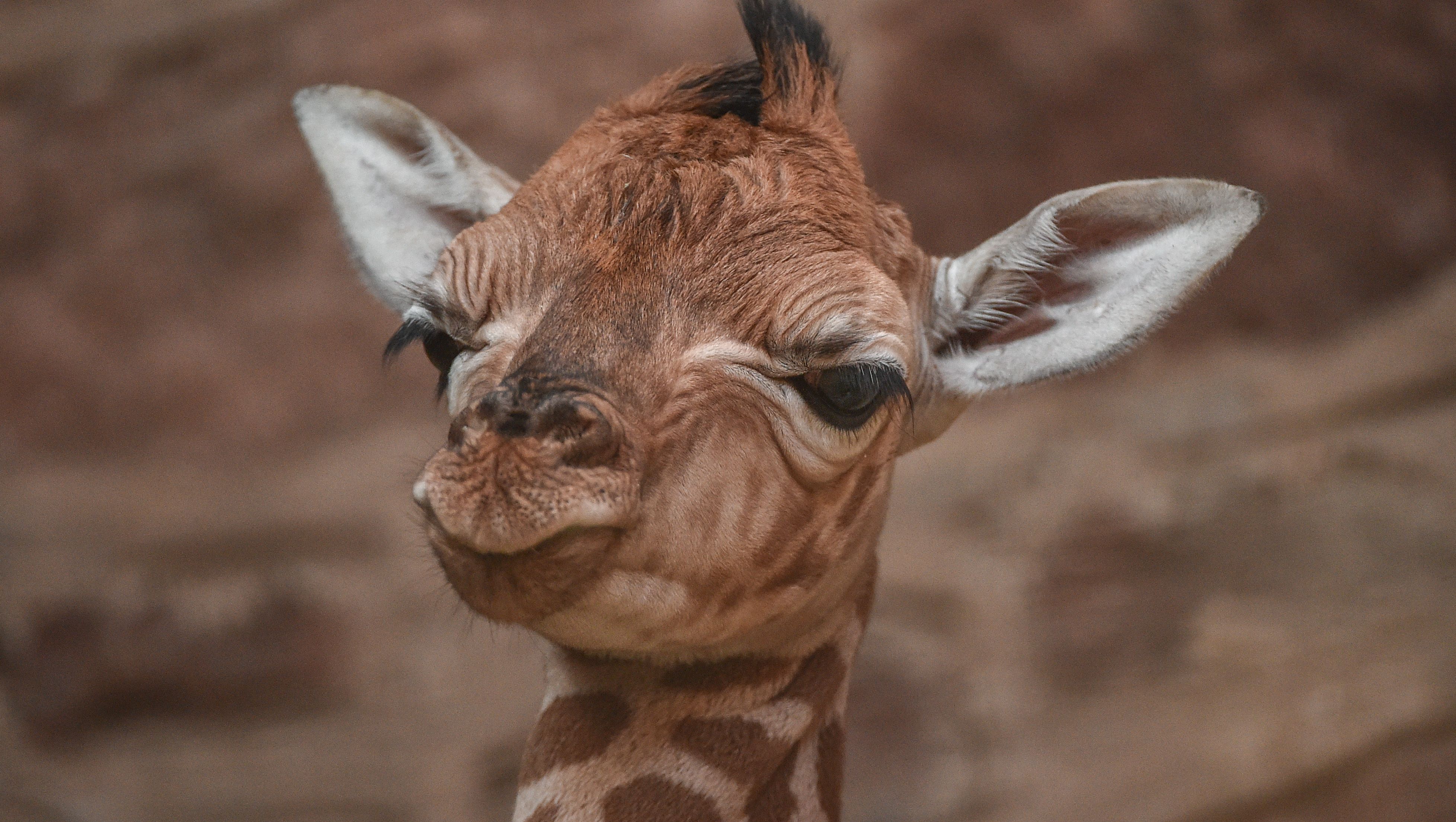 All these giraffes were born while we've been watching April the ...