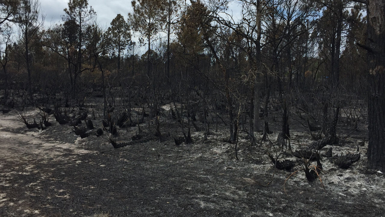 What started the massive Indian Lake Estates fire? | wtsp.com