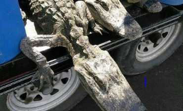FWC removes emaciated alligators from farm in Sumter County | wtsp.com