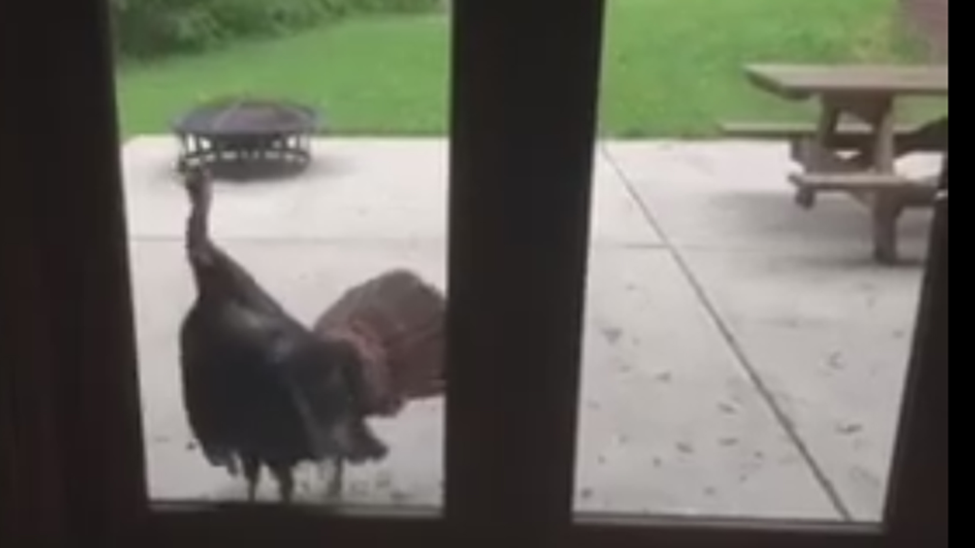 Turkey caught trying to break into house | wtsp.com