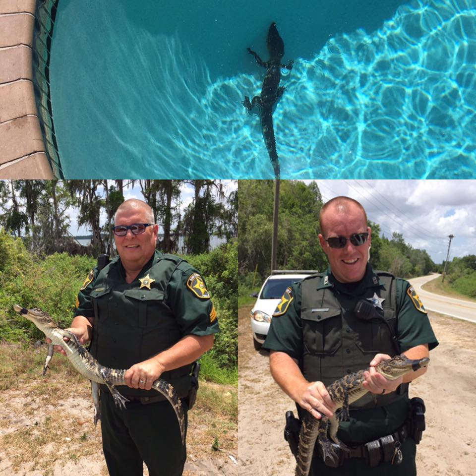 Swimming gator removed from pool | wtsp.com