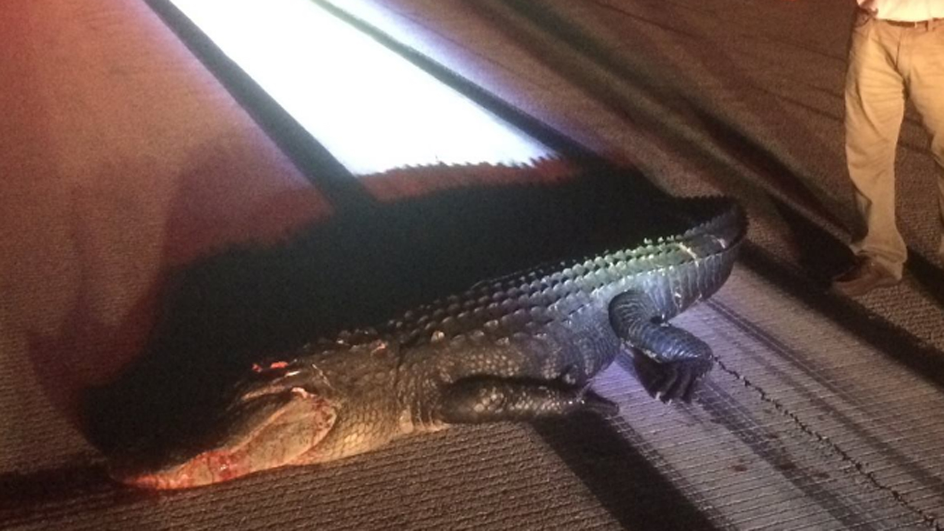 Plane hits gator on runway at Orlando airport | wtsp.com