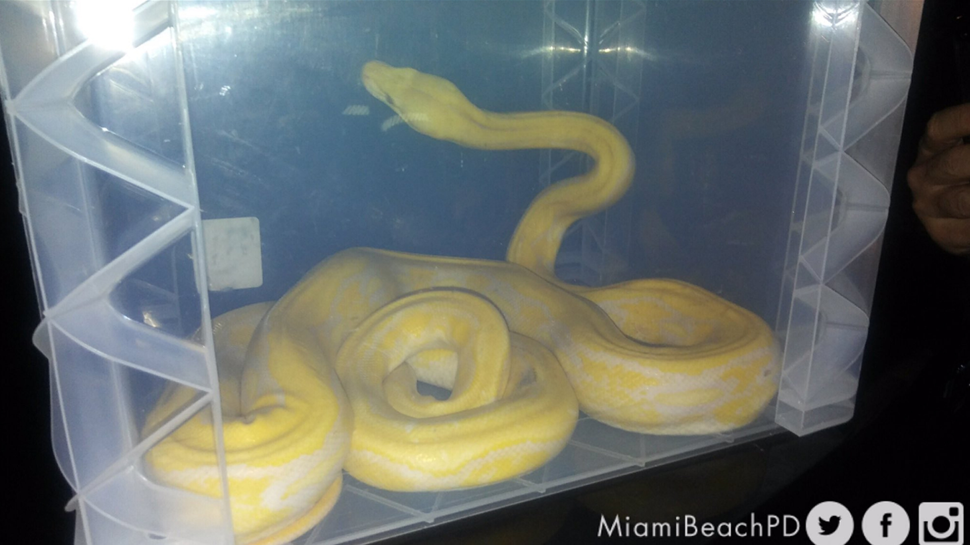 7-foot python caught on Miami Beach street | wtsp.com