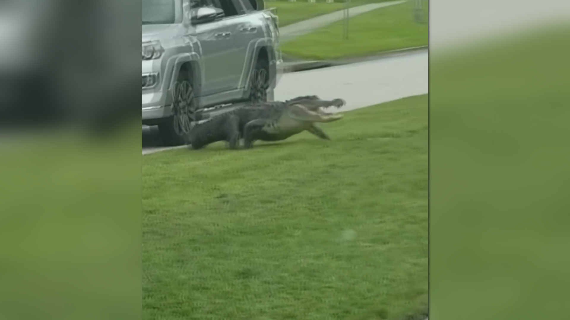 Gator in viral Lakeland video captured | wtsp.com