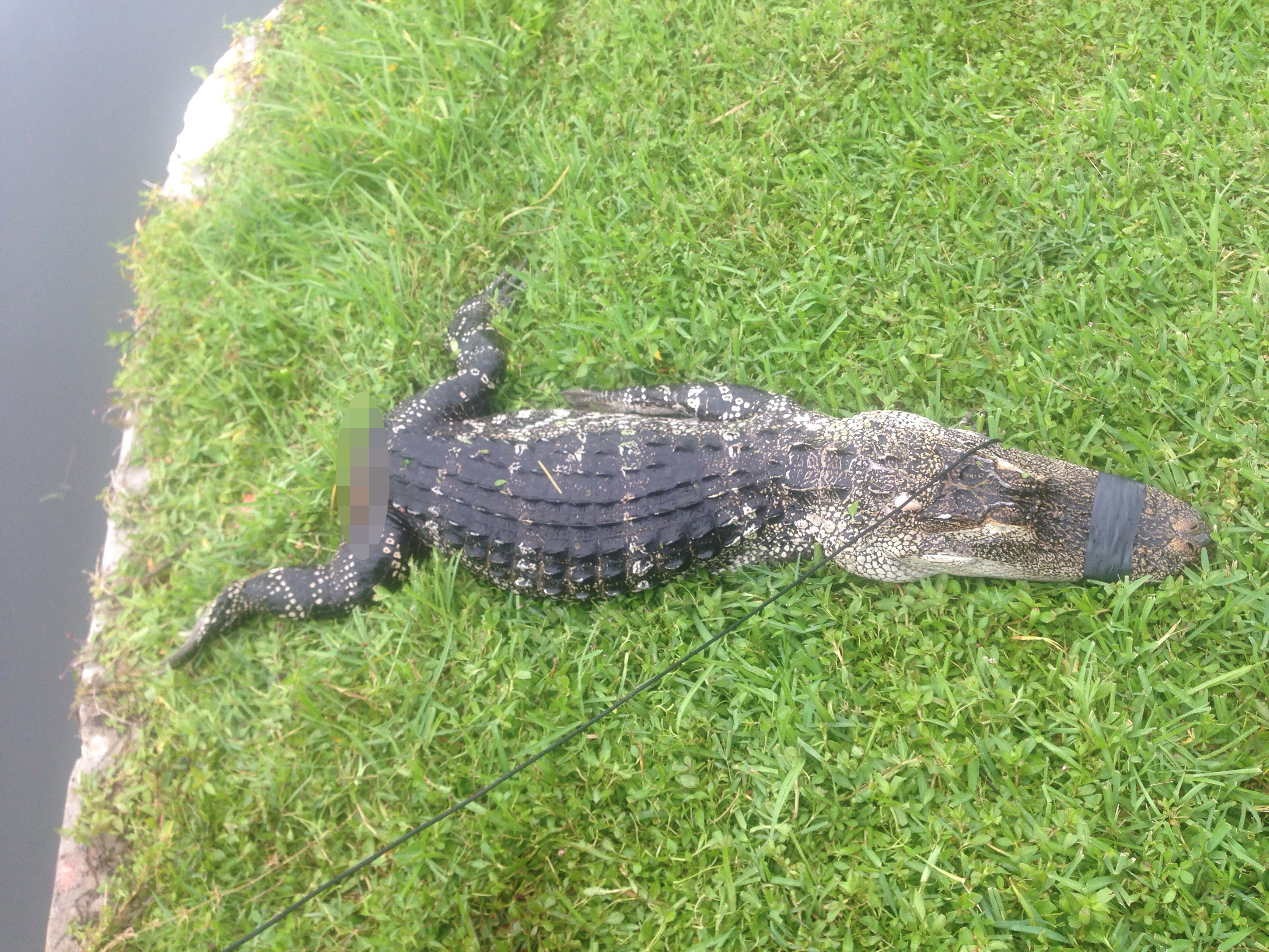 Couple accused of poaching gator, trying to sell tail | wtsp.com