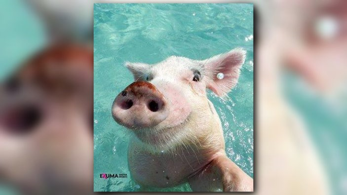 Swimming Piggies Survive Their 5th Hurricane | wltx.com